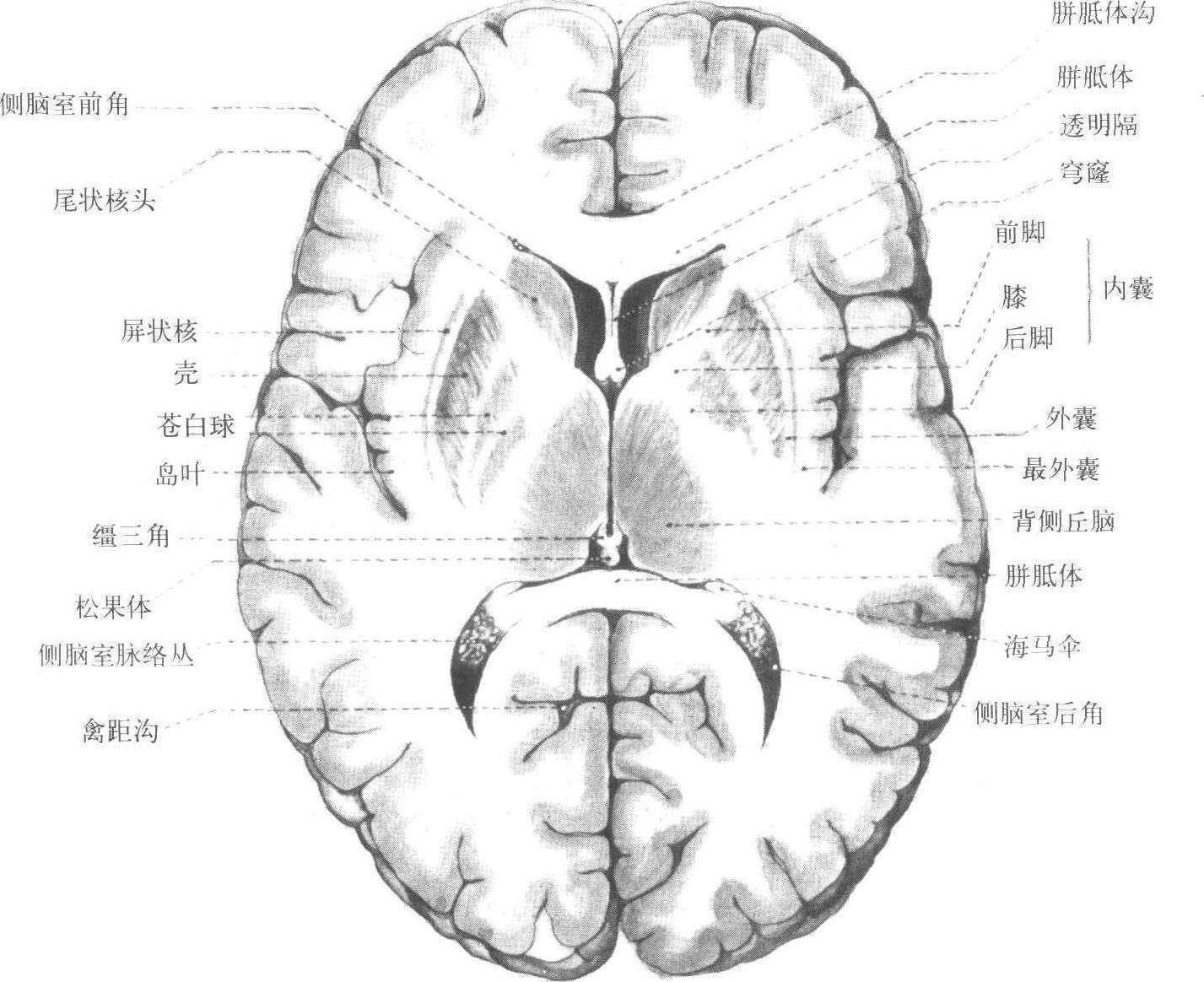 481 大脑水平切面 人体解剖学 医学